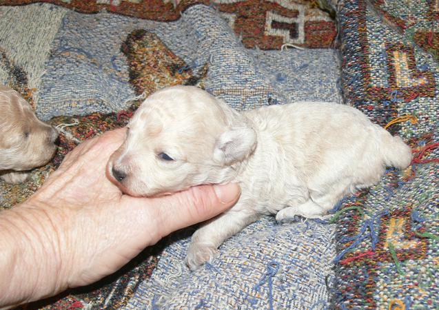 Nursery for newborn and Baby poodles